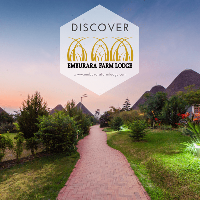 Travel & Tours: The Story of luxurious Emburara Farm Lodge – Showbizuganda
