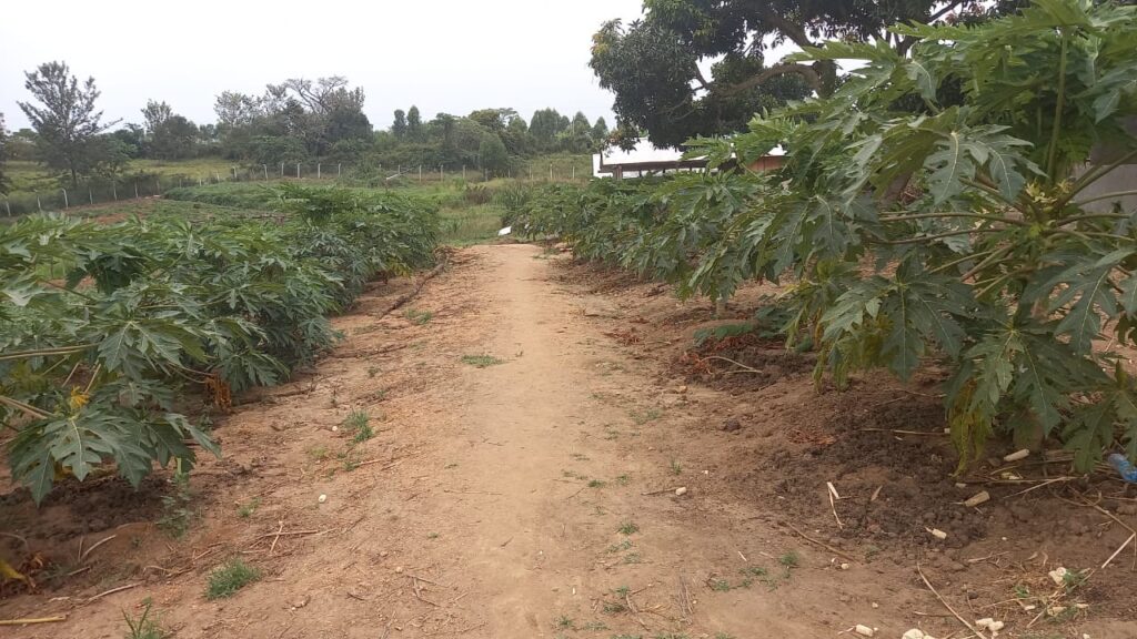 52 Youths graduate at Kagiira Skills Development Centre | Showbizuganda