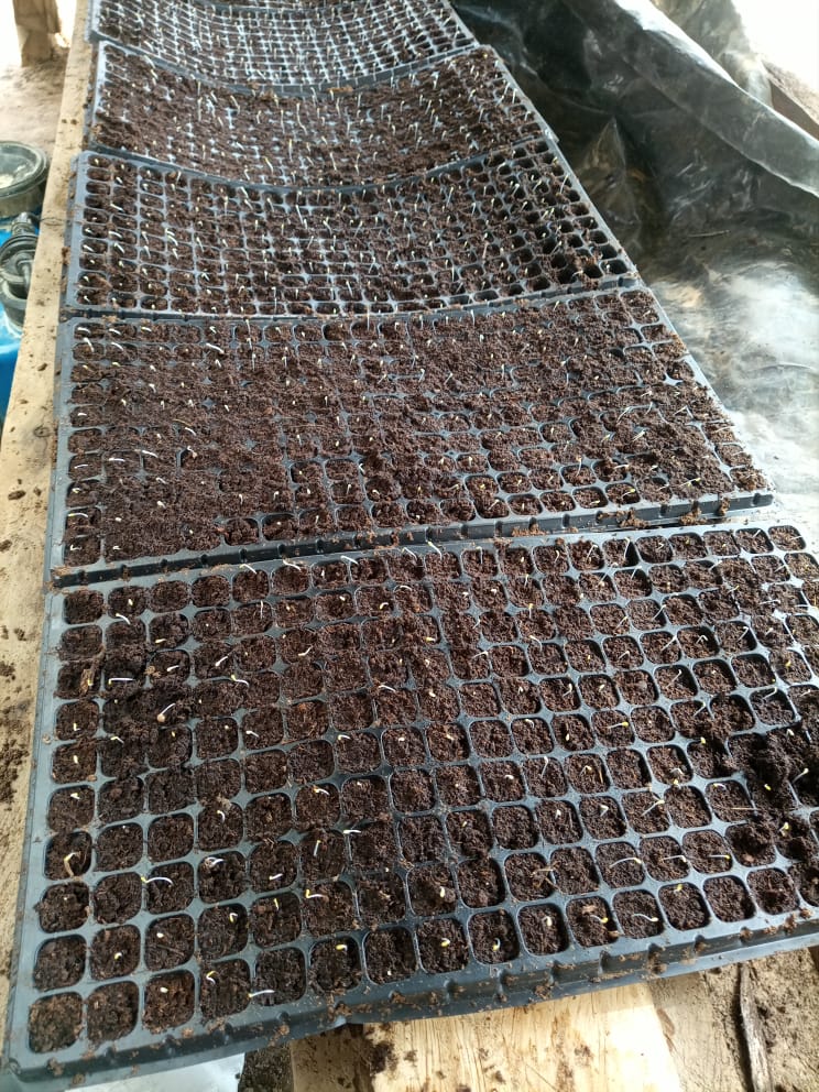 Kagiira Skills Development centre Skilling Youth in Modern agriculture ...